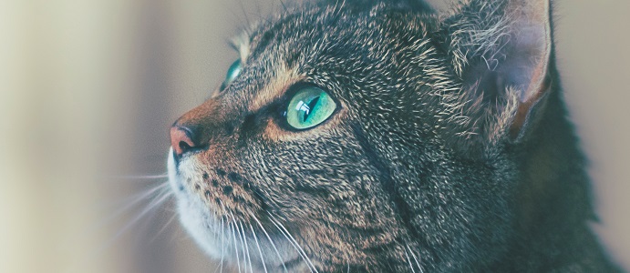 Psychose door Bartonella henselae-infectie na kattenbeet | MedNet