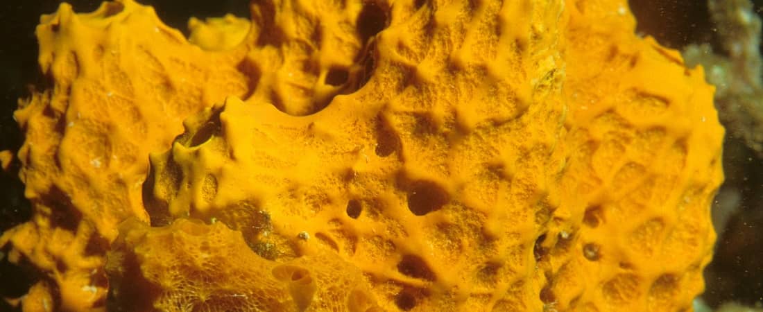 Cytosponge-TFF3 detecteert barrettslokdarm in de eerste lijn | MedNet