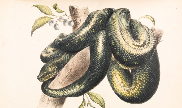 Van slangengif naar een veilig stollingsmiddel | MedNet