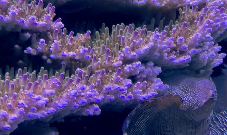 CSP versus CFP voor endoscopische resectie diminutieve poliepen | MedNet