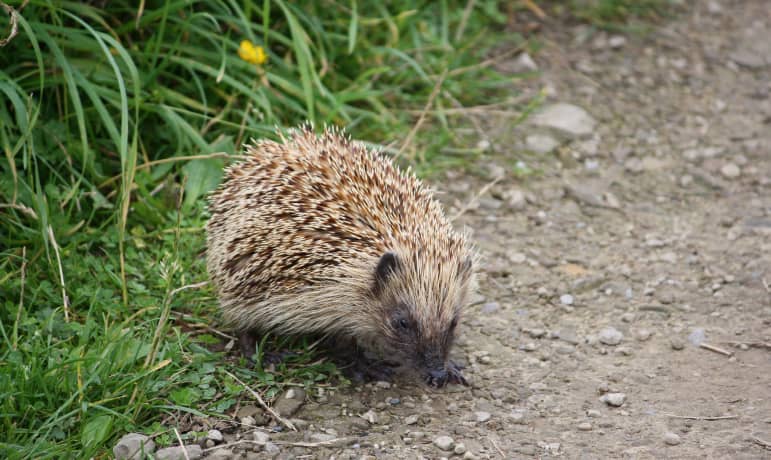Cemiplimab bij gemetastaseerd basaalcelcarcinoom na hedgehog pathway ...