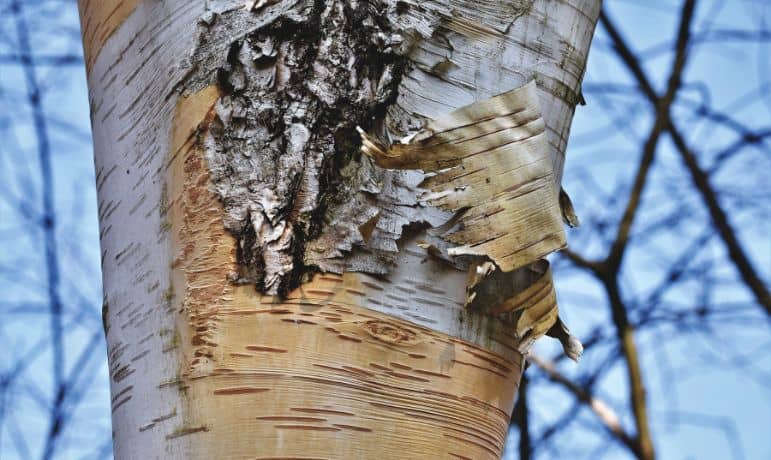 Axatilimab bij chronische graft-versus-hostziekte | MedNet