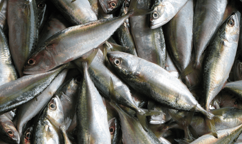 Omega 3-rijk, omega 6-arm dieet met visolie bij prostaatkanker: CAPFISH ...